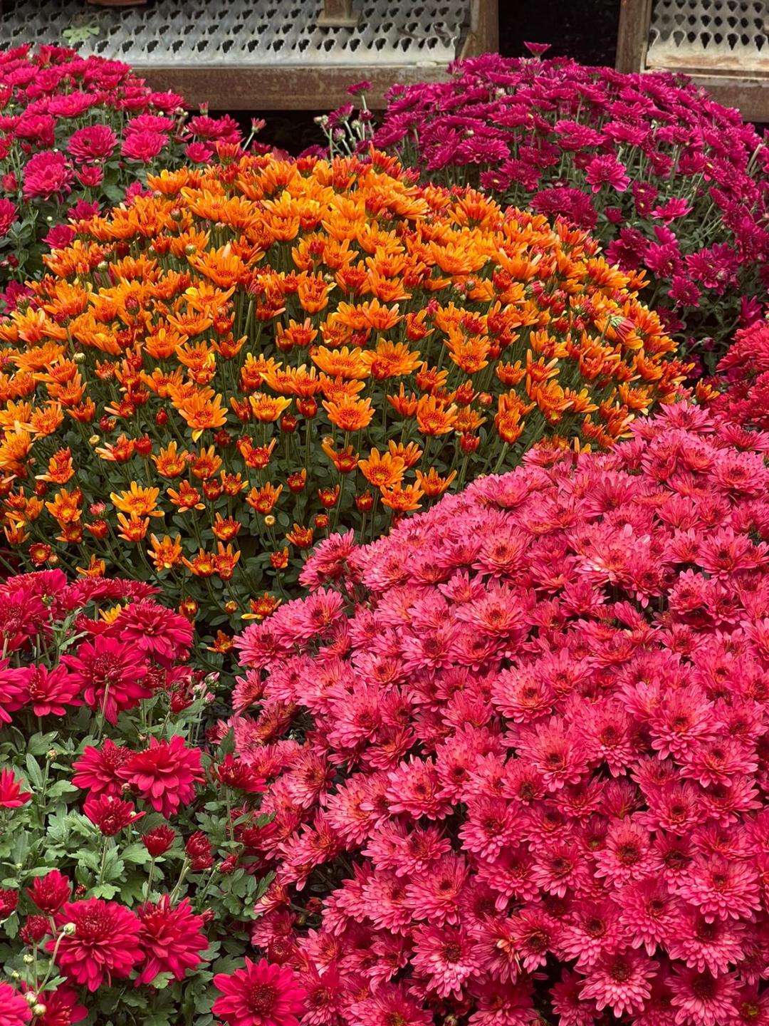 TOUSSAINT 2 | Fontan